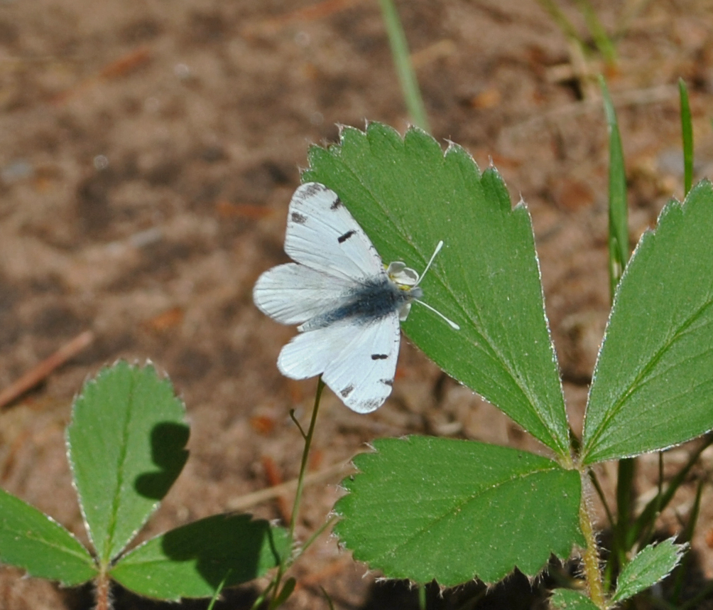 Olympia Marble (Southern Plains butterfly guide) · iNaturalist