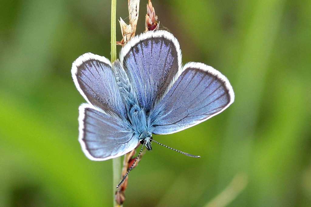 Northern Blue (Butterflies of Michigan) · iNaturalist