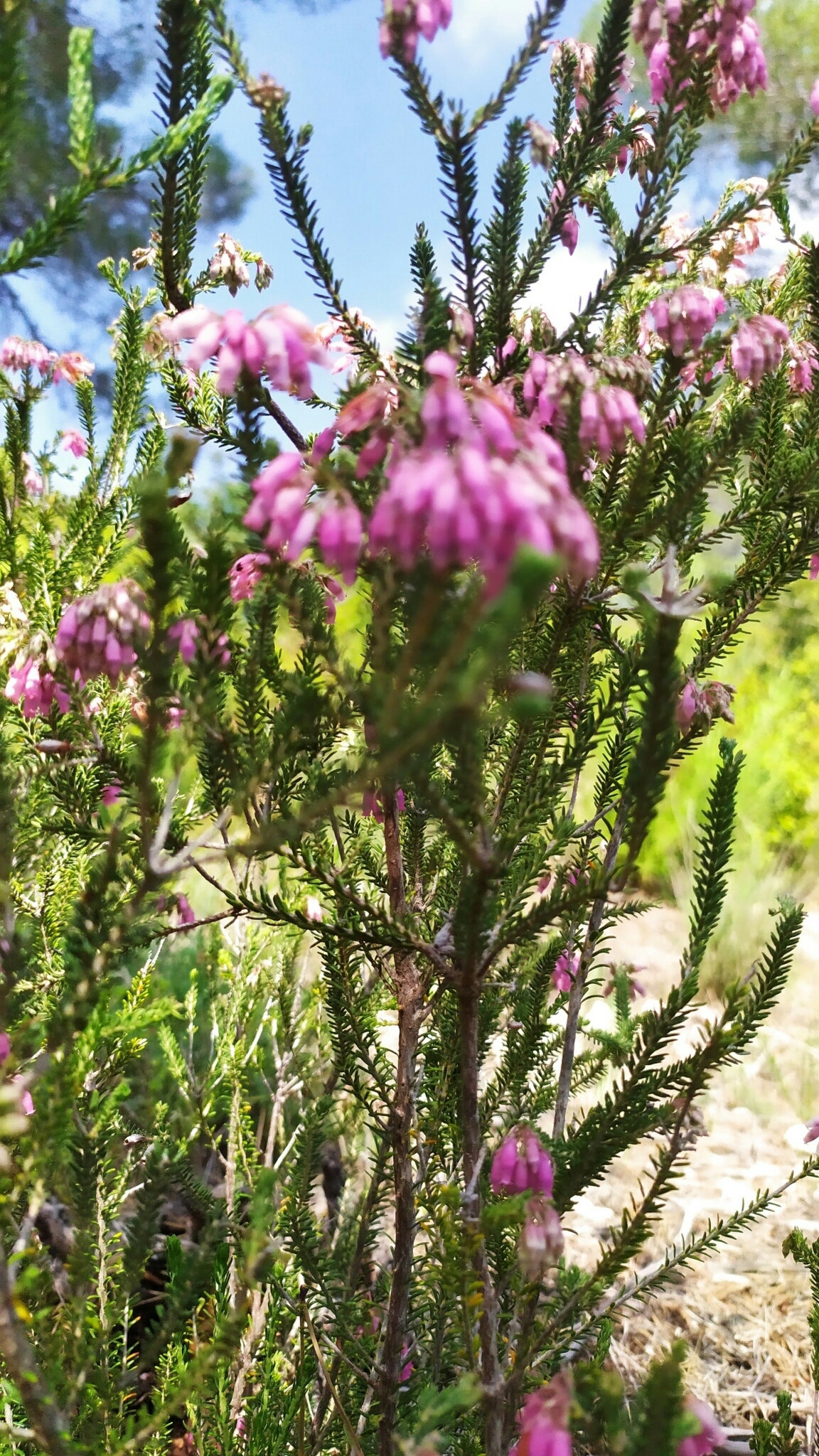Erica terminalis Salisb.