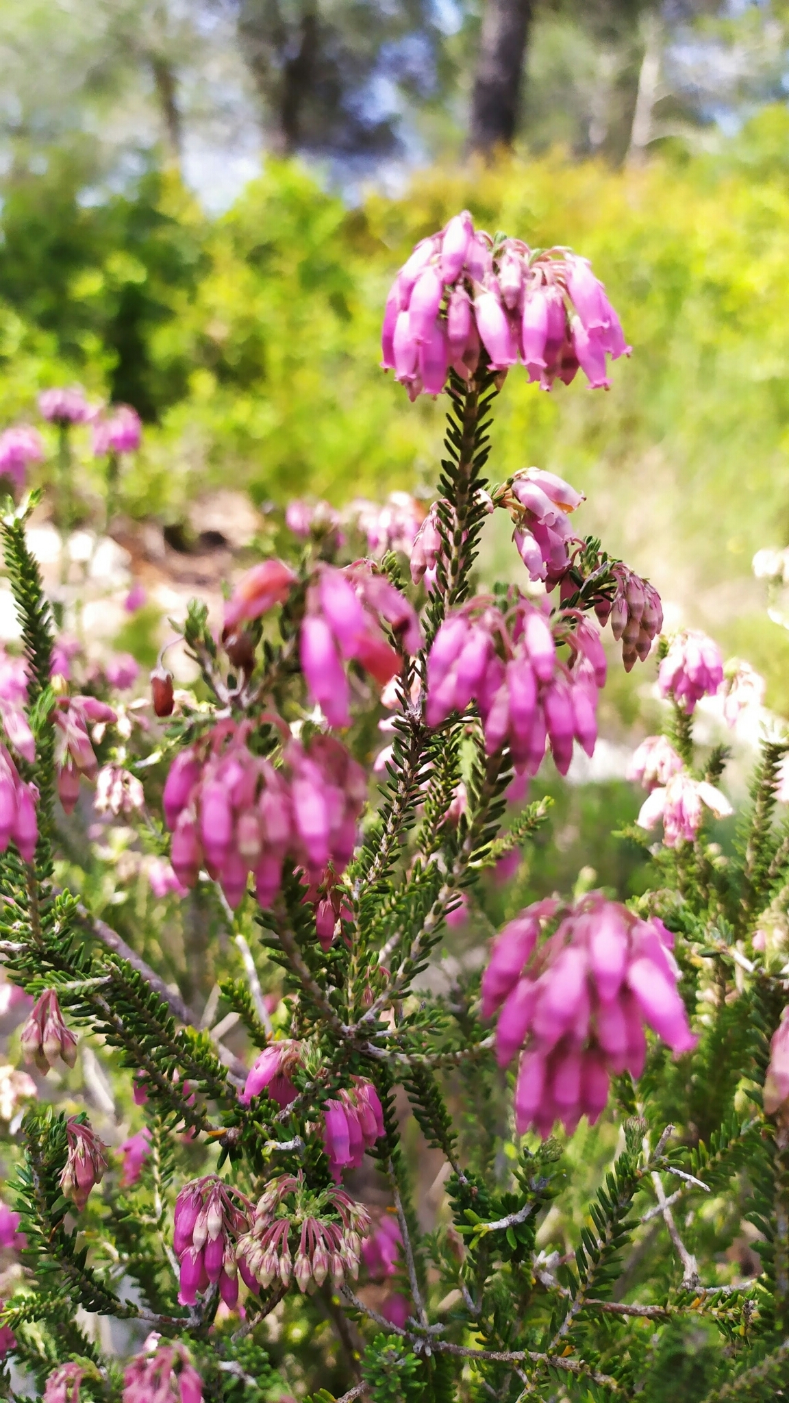 Erica terminalis Salisb.