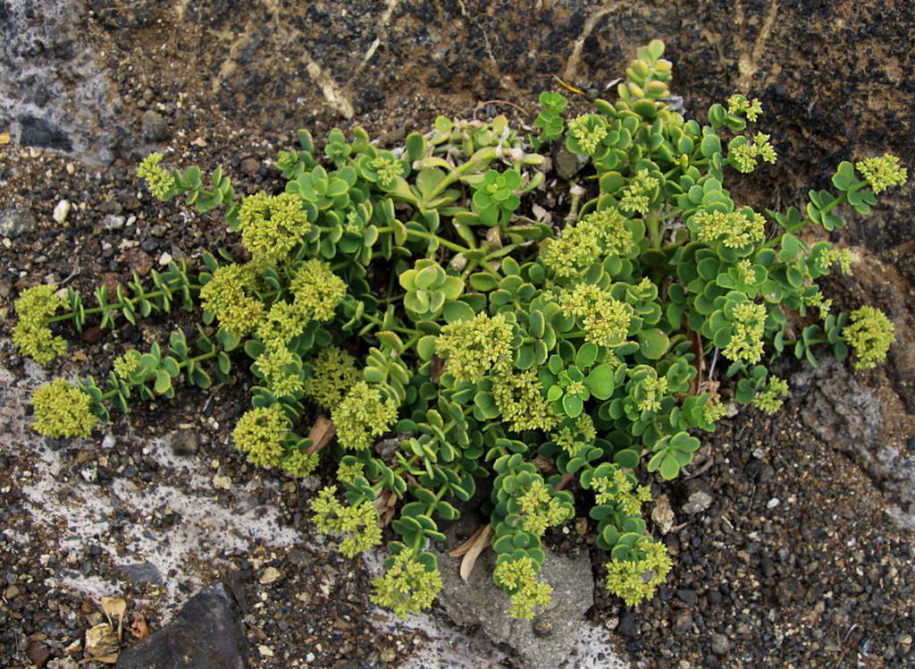 Polycarpaea carnosa (Tenerife Plants Caryophyllales) · iNaturalist