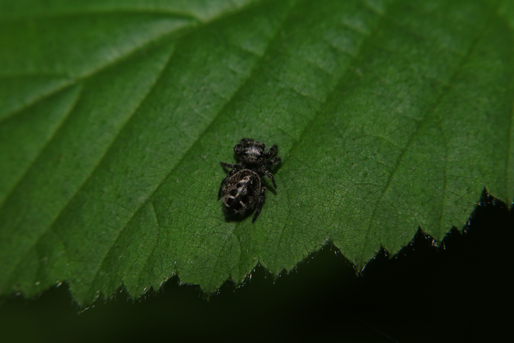 Putnam's Jumping Spider from Lindenwold, NJ, USA on May 27, 2021 at 11: ...