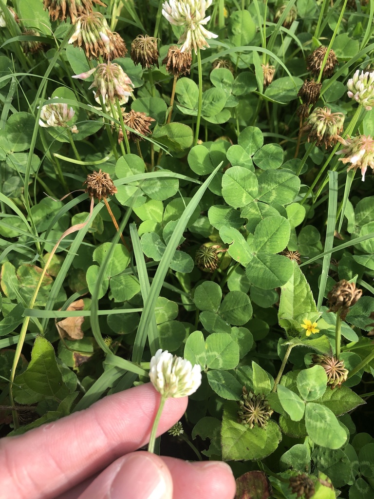 white clover from Jamestown Park, Dallas, TX, US on May 28, 2021 at 09: ...