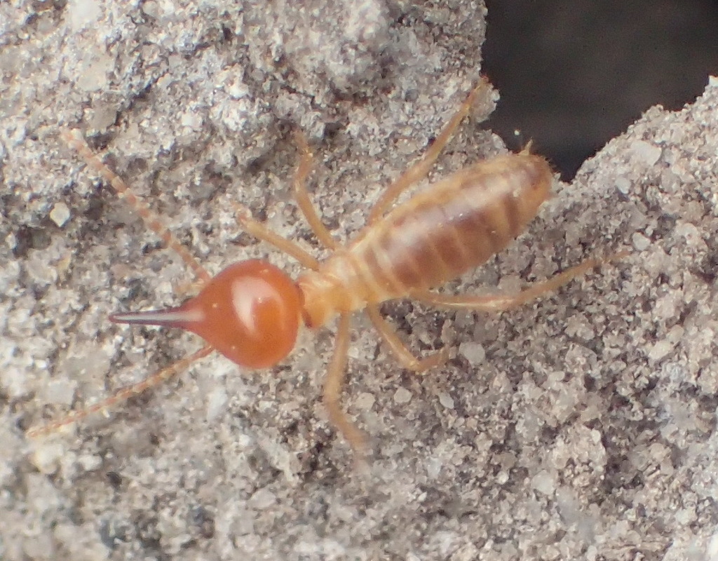 Common Snout Termites from Pabala, Western District, South Africa on ...