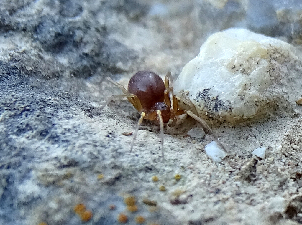 Ant Spiders from Δυτικής Ελλάδας, Ελλάδα on May 22, 2021 at 06:55 PM by ...