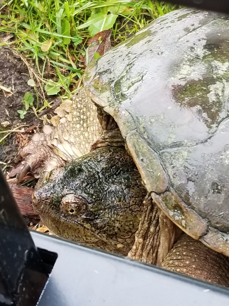 Common Snapping Turtle from John Ball Park, Grand Rapids, MI 49504, USA ...