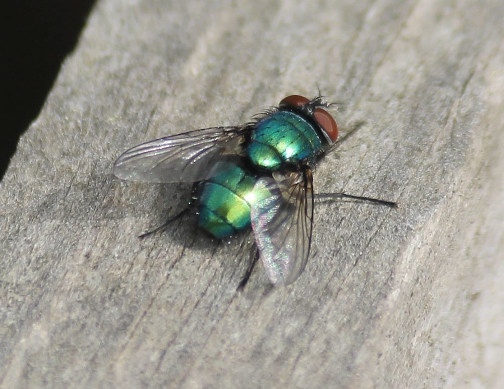 Common European Greenbottle Fly from Netherton, Dudley, UK on April 24 ...