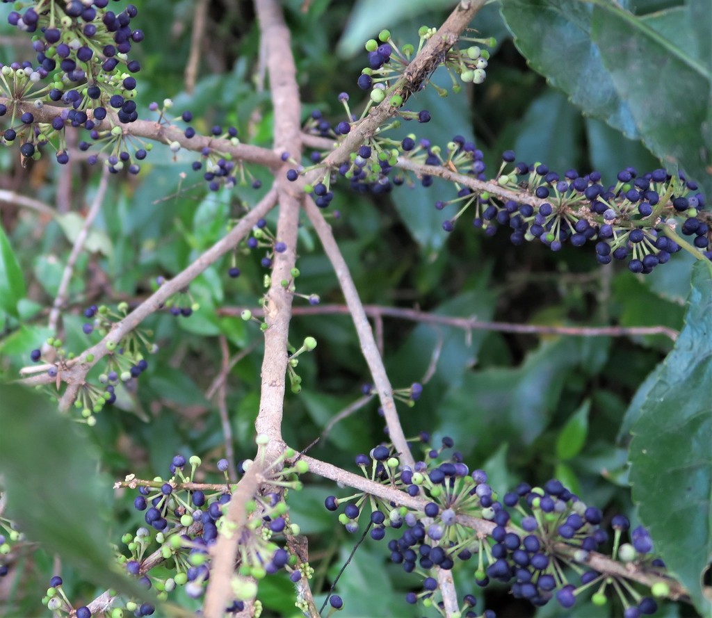 Mahoe from Auckland, NZ on January 12, 2018 at 12:55 PM by Derek Craig ...