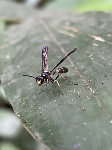 Polybioides melainus · iNaturalist