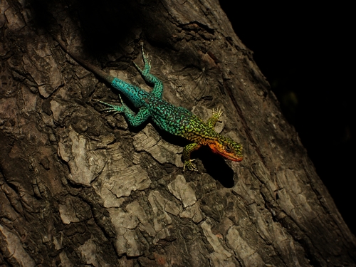 Blue-Green Smooth-throated Lizard (Liolaemus tenuis) - Snakes and Lizards