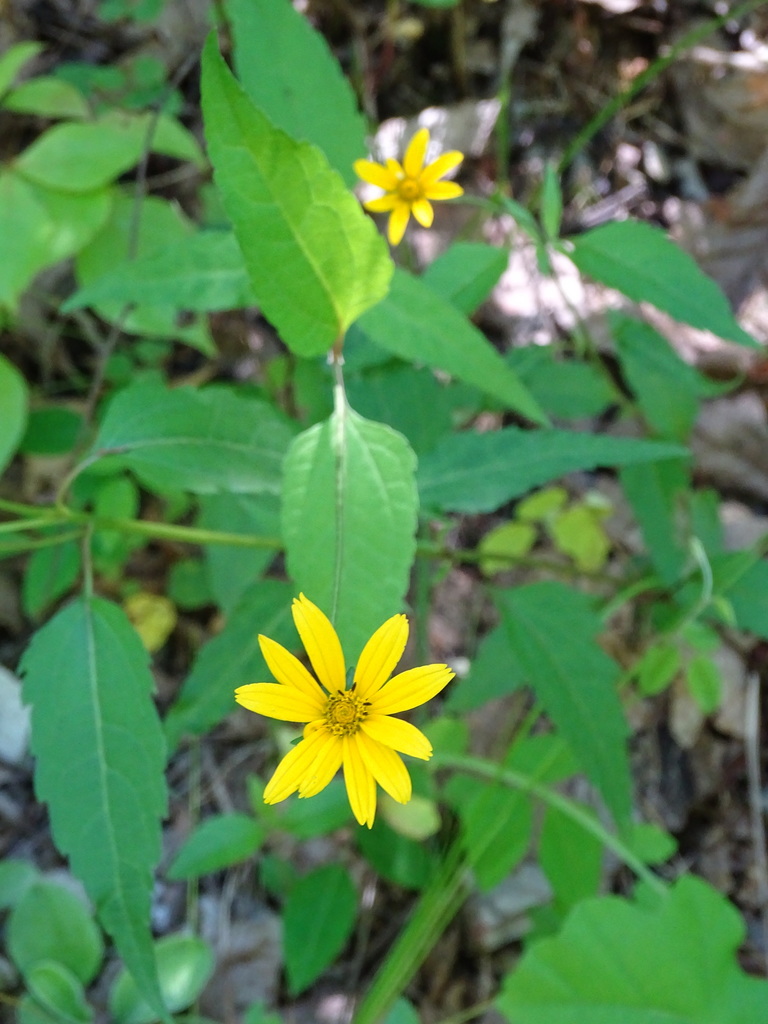 false sunflower in May 2021 by Samantha Heller · iNaturalist