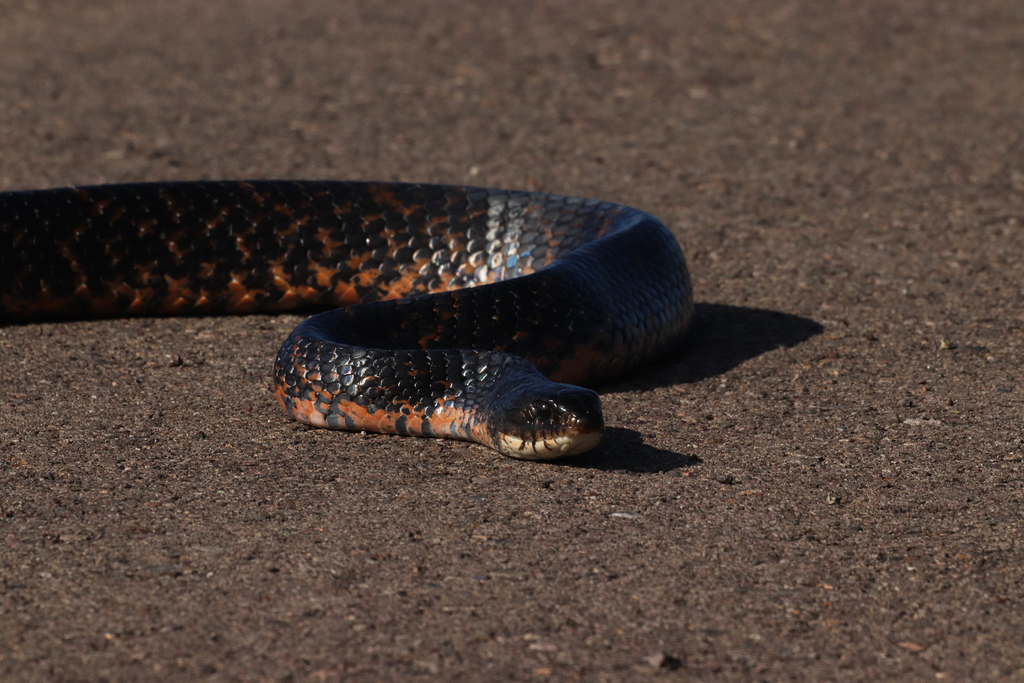 Central American Indigo Snake from Escuinapa, Sin., México on May 18 ...