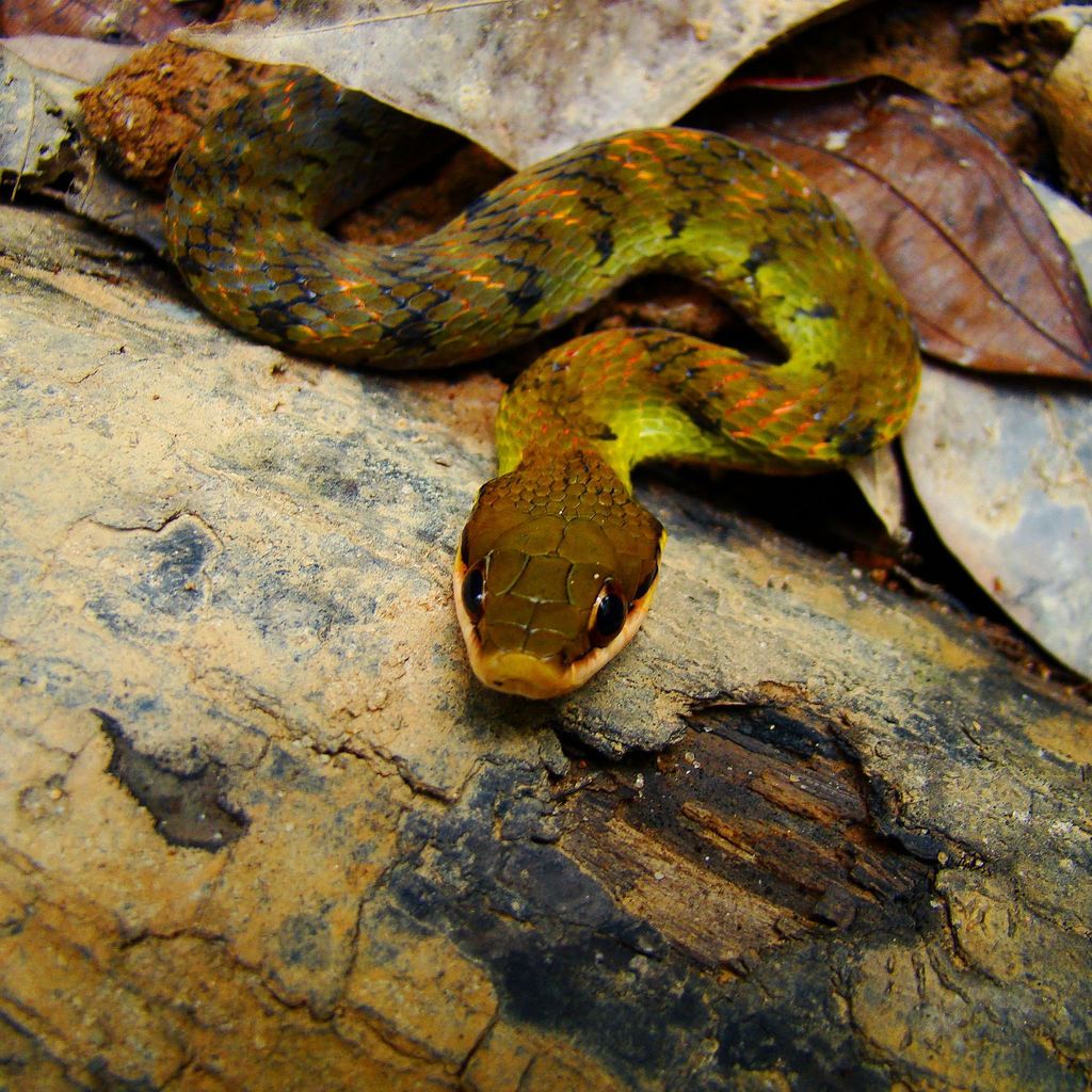 Fire-bellied Snake (Erythrolamprus epinephalus) - Snakes and Lizards