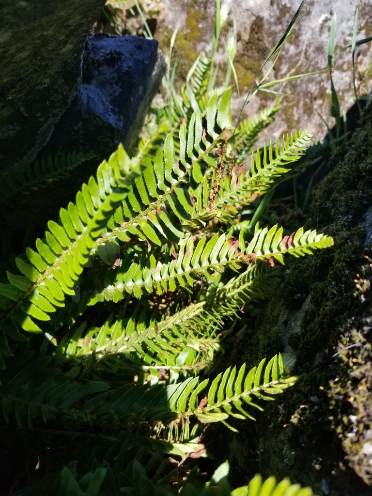 Narrowleaf sword fern from Southeast Eugene, Eugene, OR 97405, USA on ...