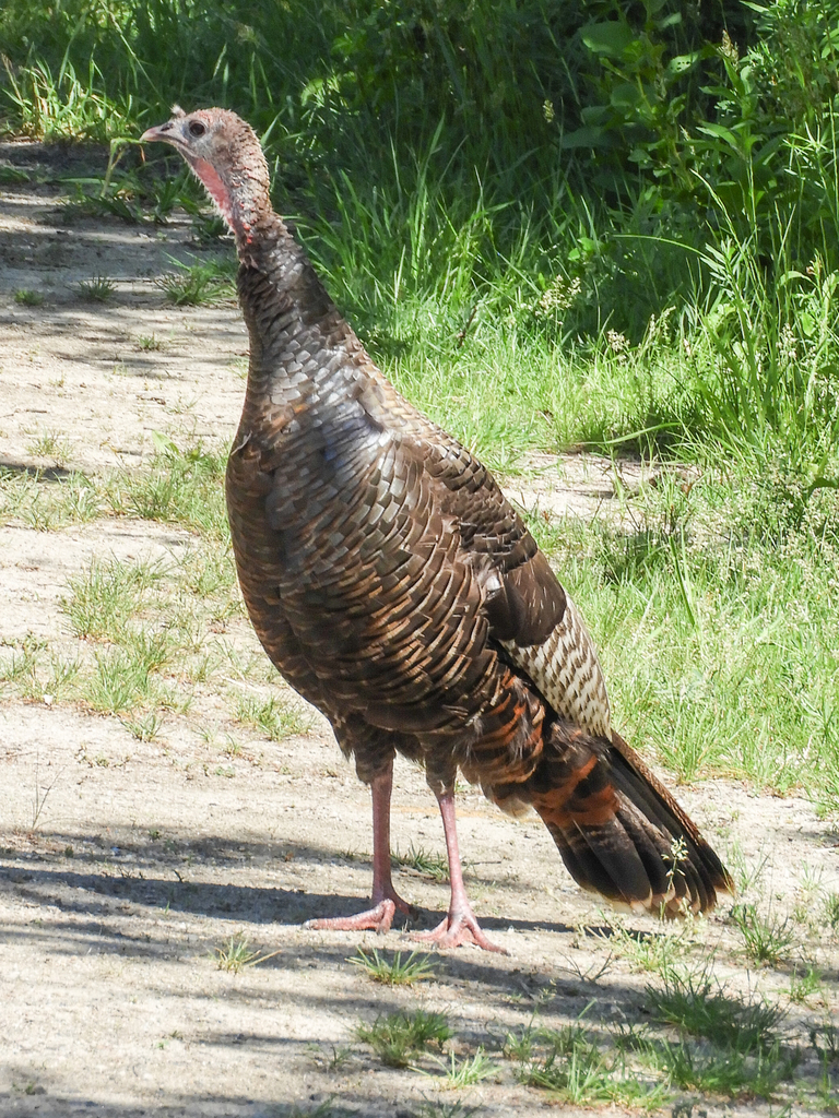 Wild Turkey from Rowley, MA, USA on May 23, 2021 at 10:36 AM by ...