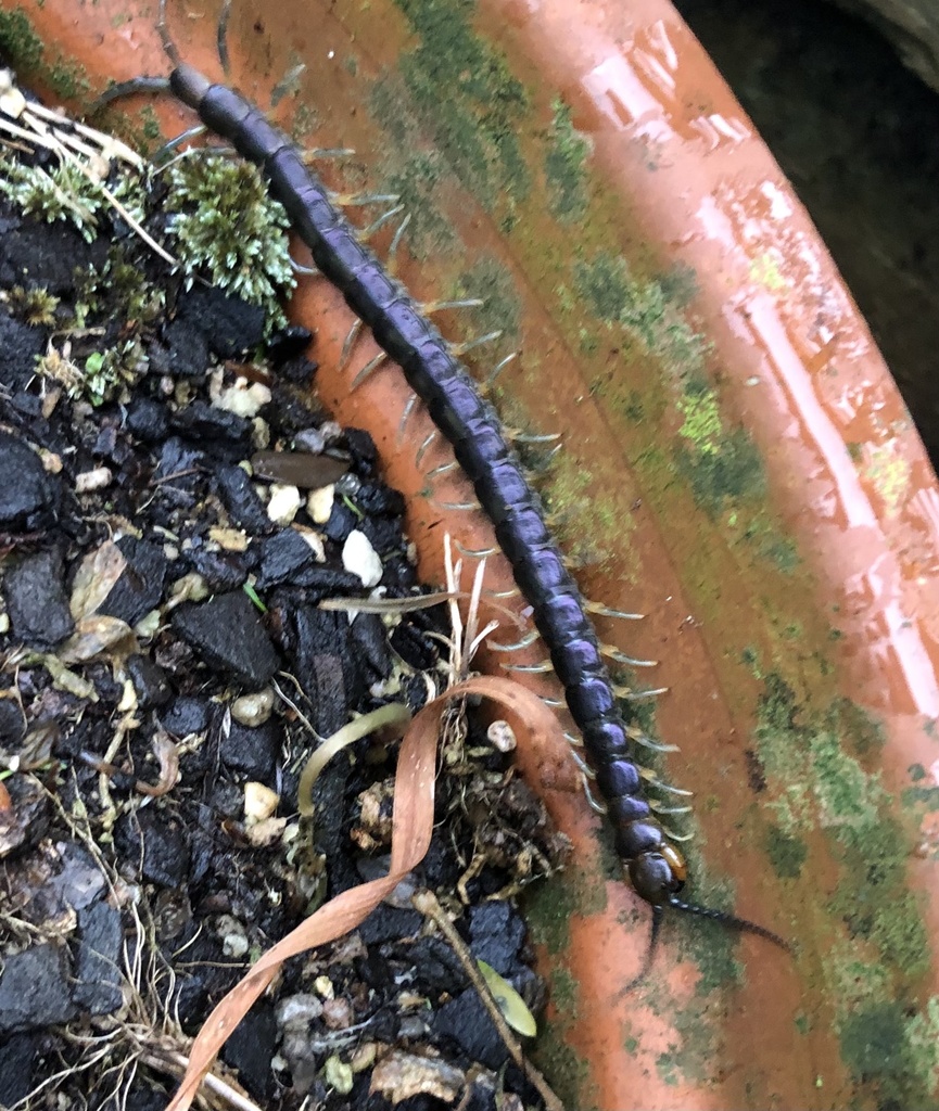 New Zealand giant centipede from Mangorei Road, Merrilands, Taranaki ...