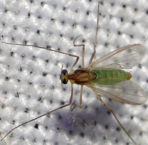 Tanytarsus from Swan Reach Conservation Park, SA, AU on May 26, 2021 by ...