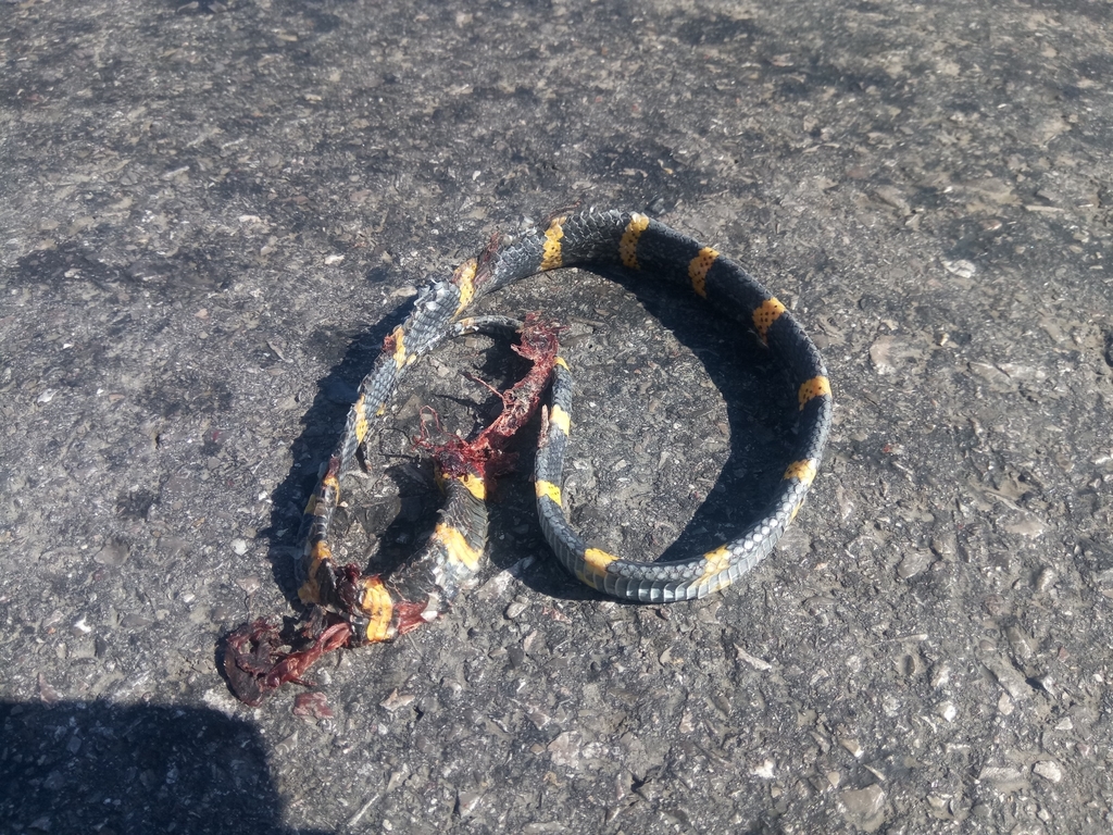 Terrestrial Snail Sucker from Zimapán, Hgo., México on May 27, 2021 at ...