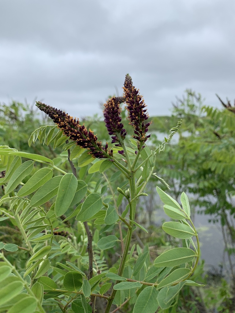 false indigo bush from Springbrook Prairie Forest Preserve, Naperville ...