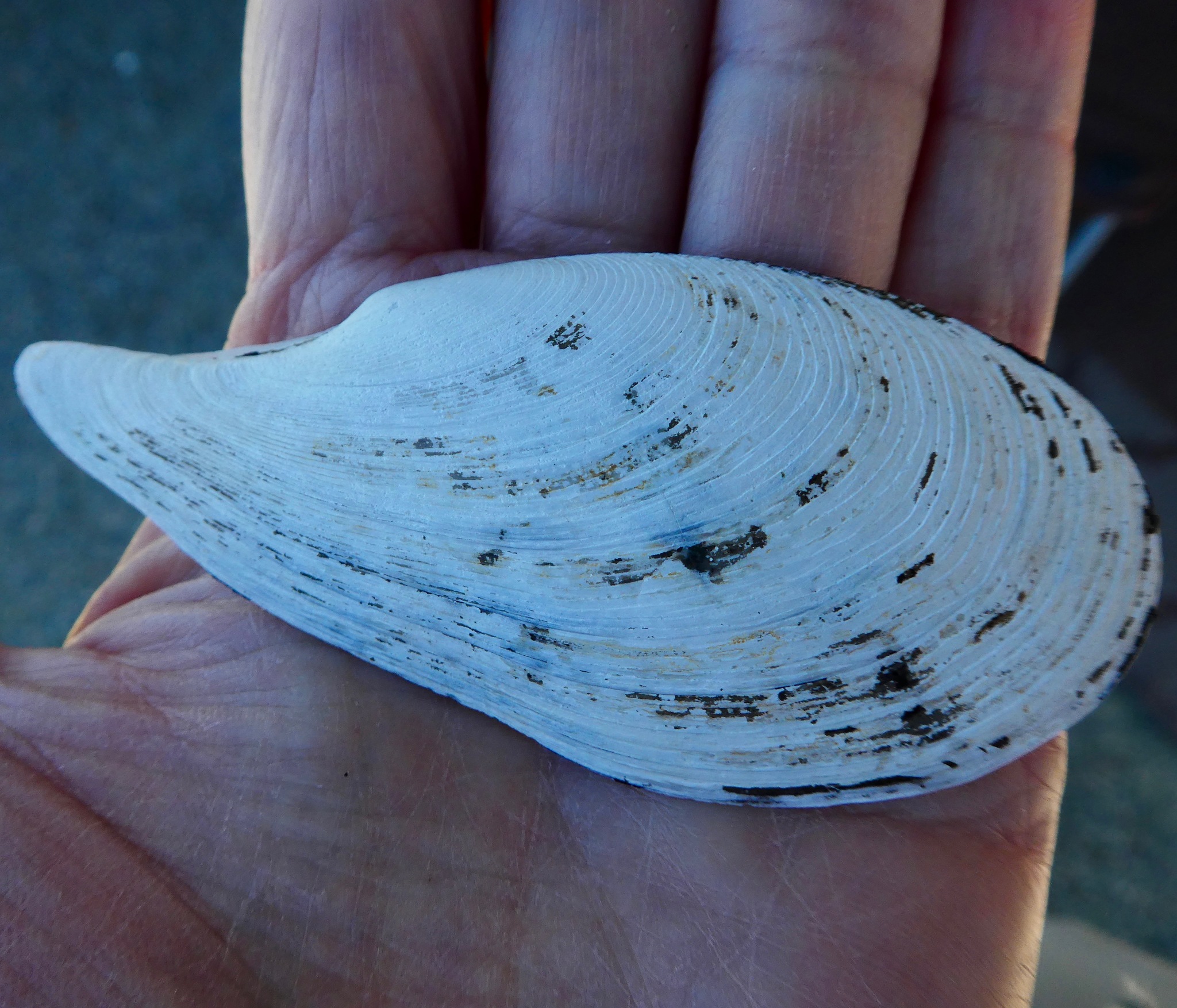 Yoldia Møller, 1842