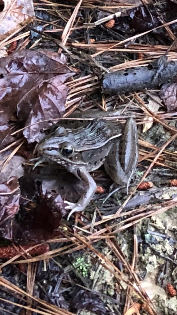 Coastal Plains Leopard Frog from Fredericksburg, VA, US on May 28, 2021 ...