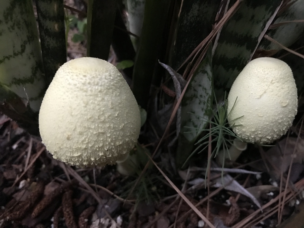 flowerpot parasol from Longwood Dr, Willis, TX, US on May 28, 2021 at ...