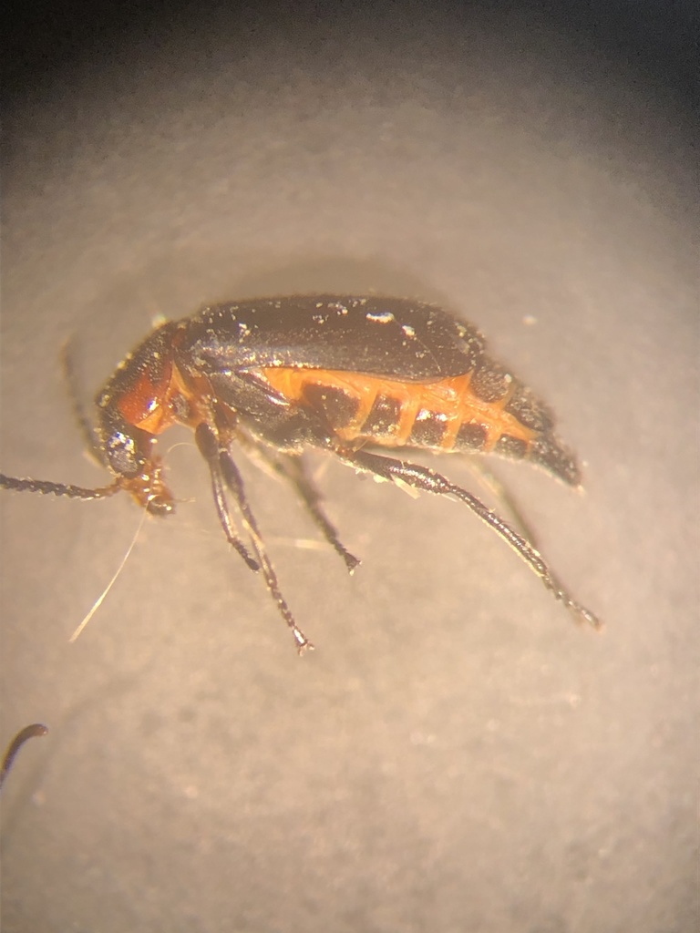 Malachite Beetles from CR-47, Midway, AL, US on May 28, 2021 at 07:28 ...