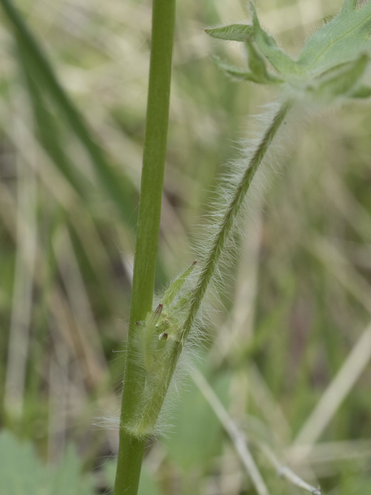 Ranunculus canus Benth.