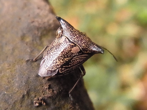 Genus Alcimocoris · iNaturalist United Kingdom