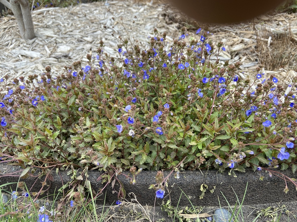 Creeping Speedwell from S Loomis Rd, Shepherd, MI, US on April 24, 2021 ...