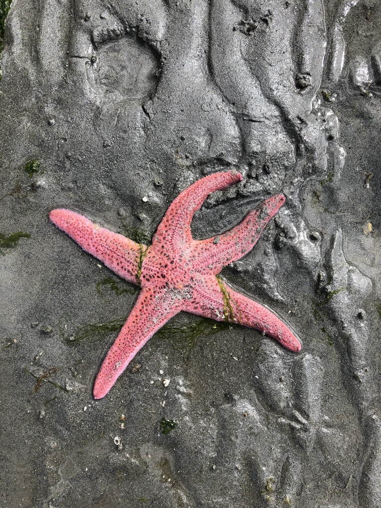 Giant Pink Sea Star from Belcarra Bay, Belcarra, BC, CA on May 28, 2021 ...