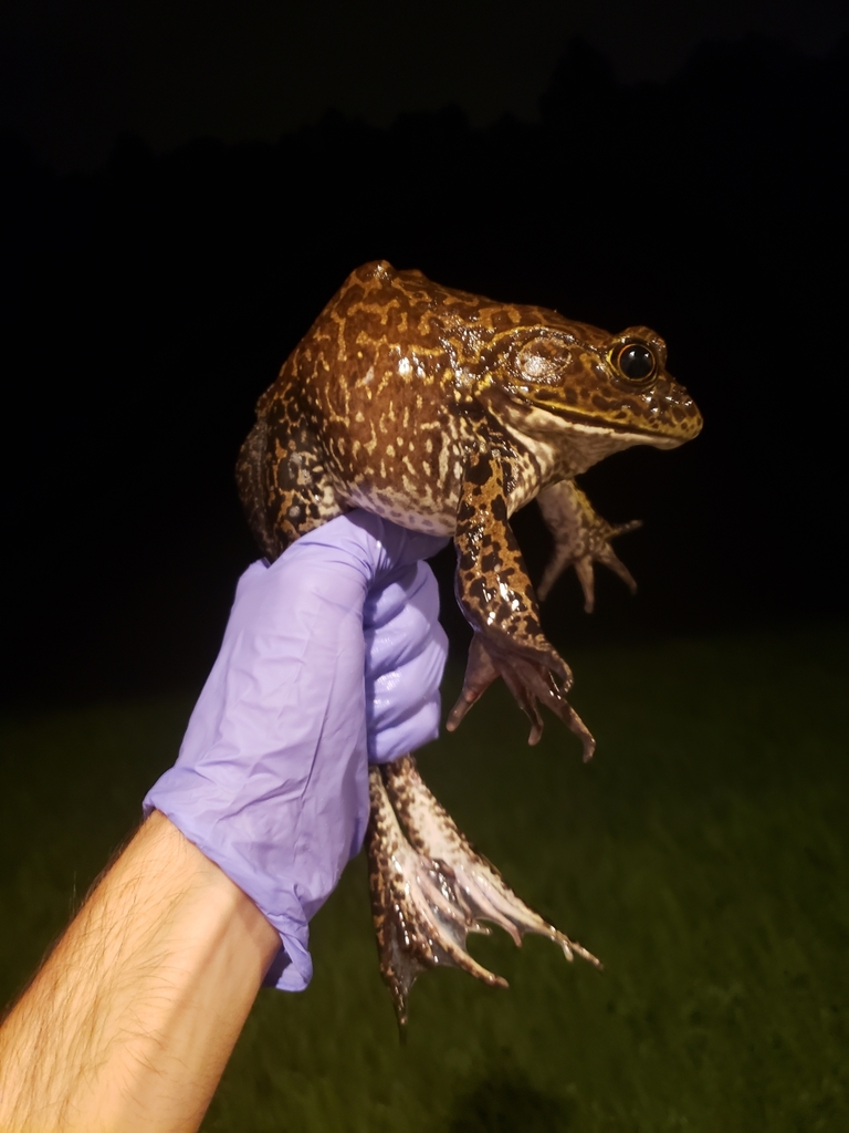 American Bullfrog from Oviedo, FL 32765, USA on May 28, 2021 at 09:41 ...
