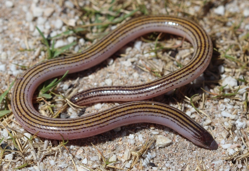 Algoa Legless Skink (Acontias of southern Africa) · iNaturalist