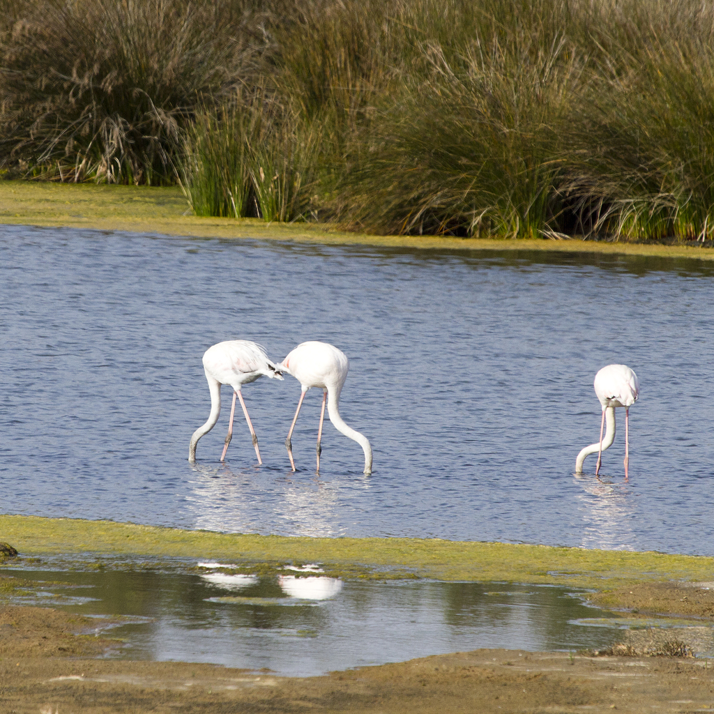 Greater Flamingo in March 2012 by Chris Moody · iNaturalist