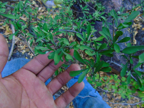 Bumelia occidentalis · iNaturalist