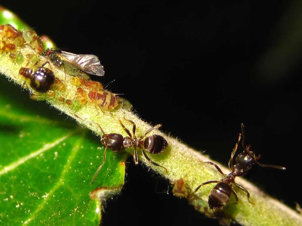 Lasius japonicus from 대한민국 충청남도 천안시 서북구 on May 28, 2012 by onidiras ...