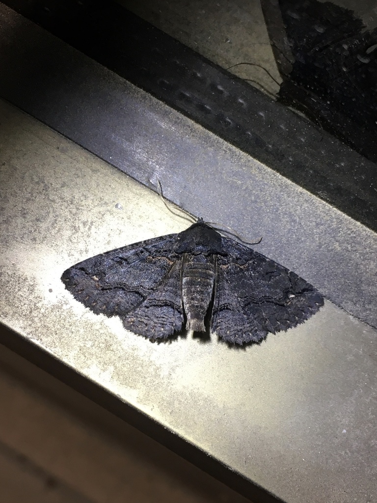 Black Zale Moth from Carleton College, Northfield, MN, US on May 28 ...