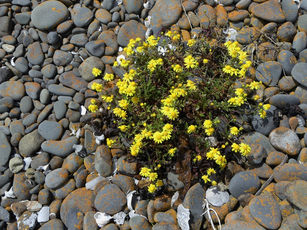 Shore Groundsel from Porirua City, Wellington, New Zealand on October ...