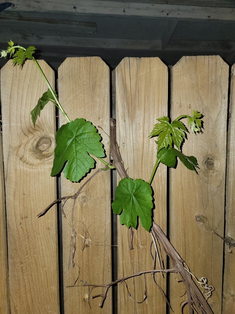 dicots from Cole, Denver, CO 80205, USA on May 28, 2021 at 10:07 PM by ...