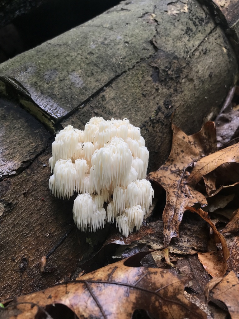 Bear's Head Tooth from Albert Johnson Rd, Nashville, IN, US on May 28 ...