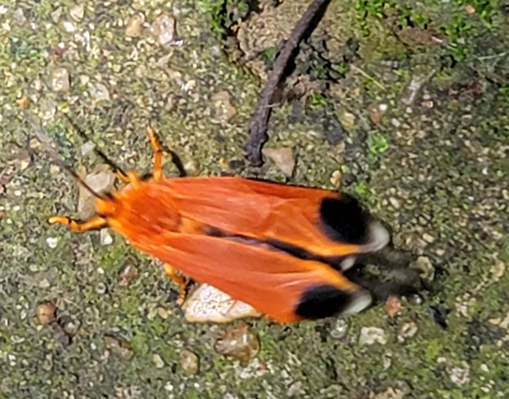Phauda triadum from Nanjing, CN-JS, CN on May 29, 2021 at 10:59 AM by ...