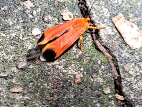 Phauda triadum · iNaturalist