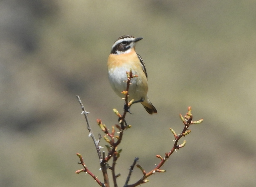 Whinchat from Pian dell'Alpe - TO - Italia on May 28, 2021 at 10:19 AM ...