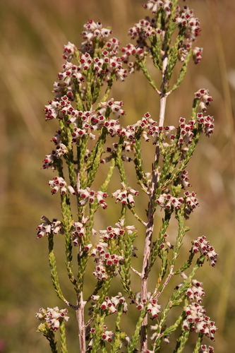 Erica passerinoides · iNaturalist Mexico