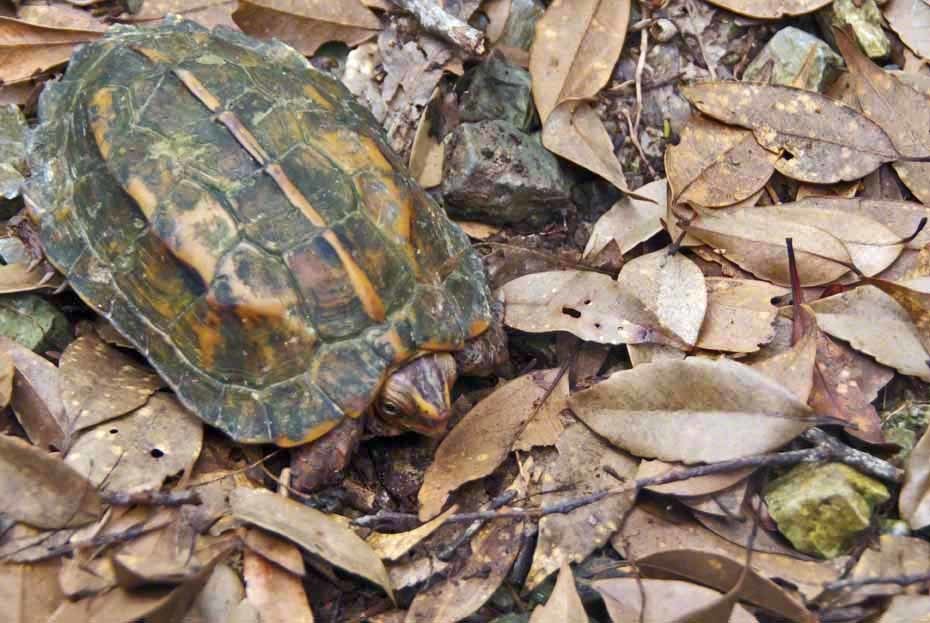 Ryukyu black-breasted leaf turtle in May 2021 by Michael Lynch. Seen on ...