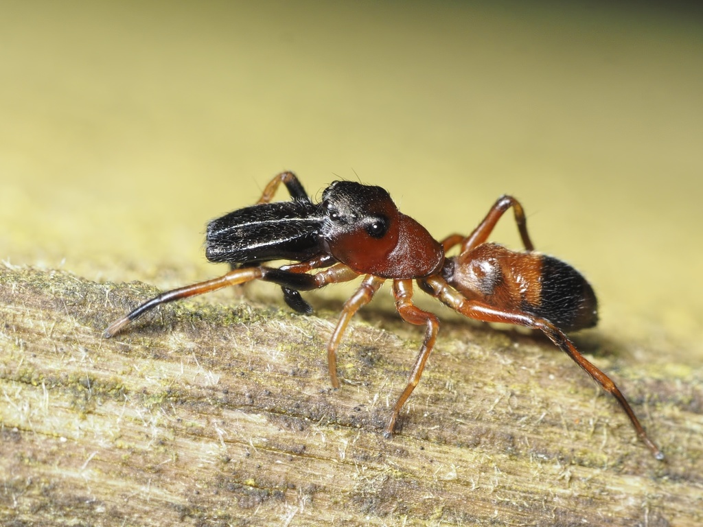Myrmarachne formicaria (Spiders of Karnataka) · iNaturalist