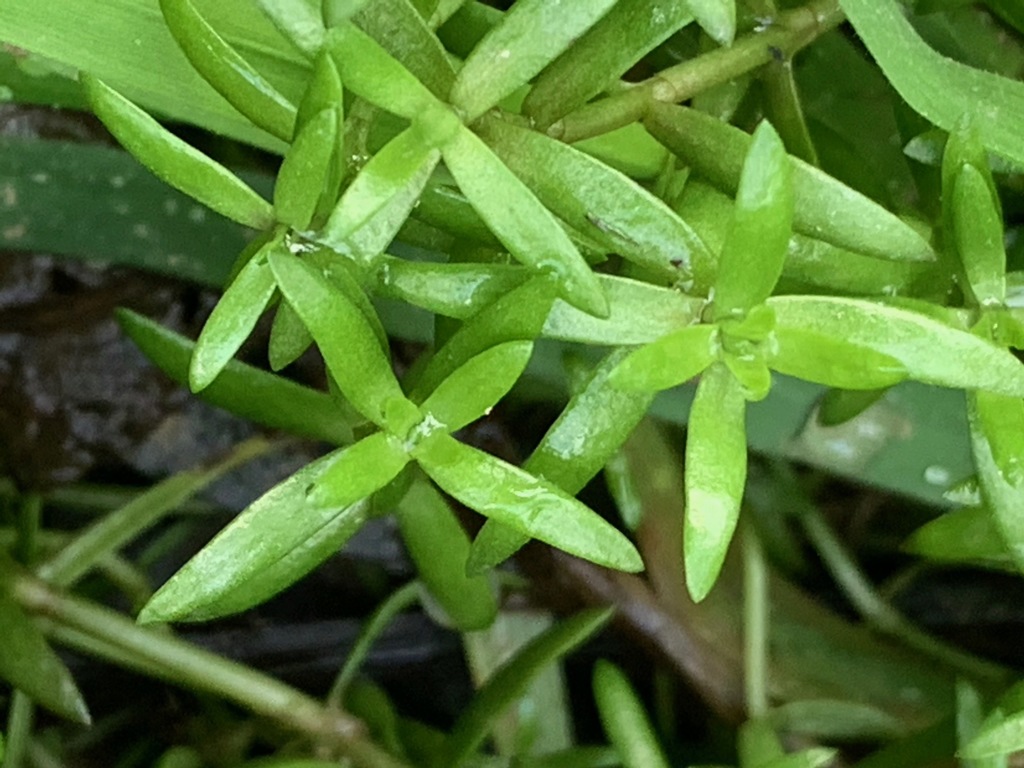 New Zealand pygmyweed from Melbourne VIC, Australia on May 28, 2021 at ...