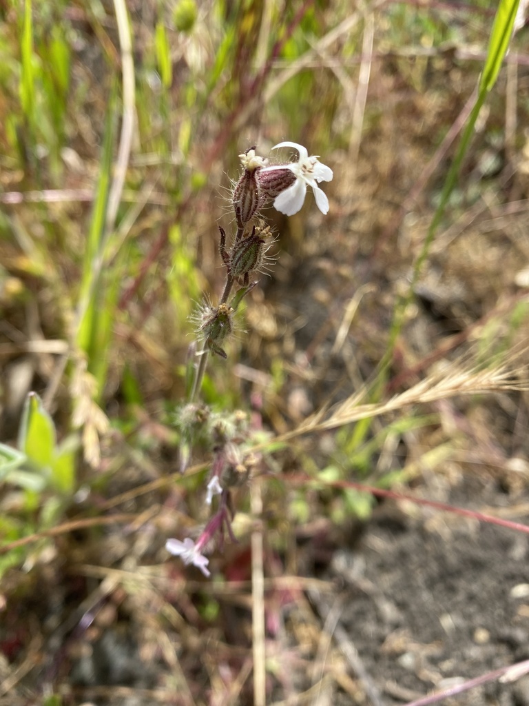 Small-flowered Catchfly from Presidio of San Francisco, San Francisco ...