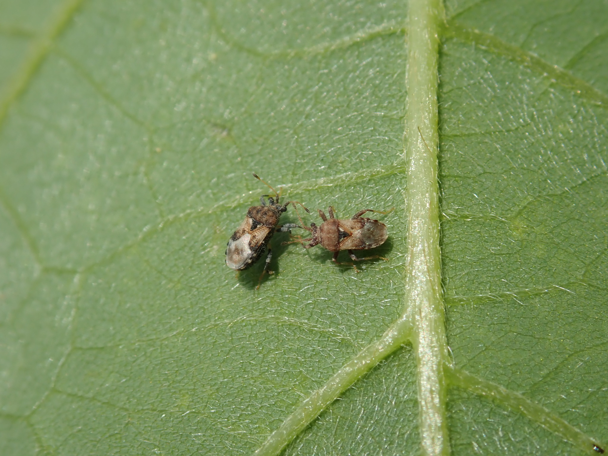 Chauliops Scott, 1874