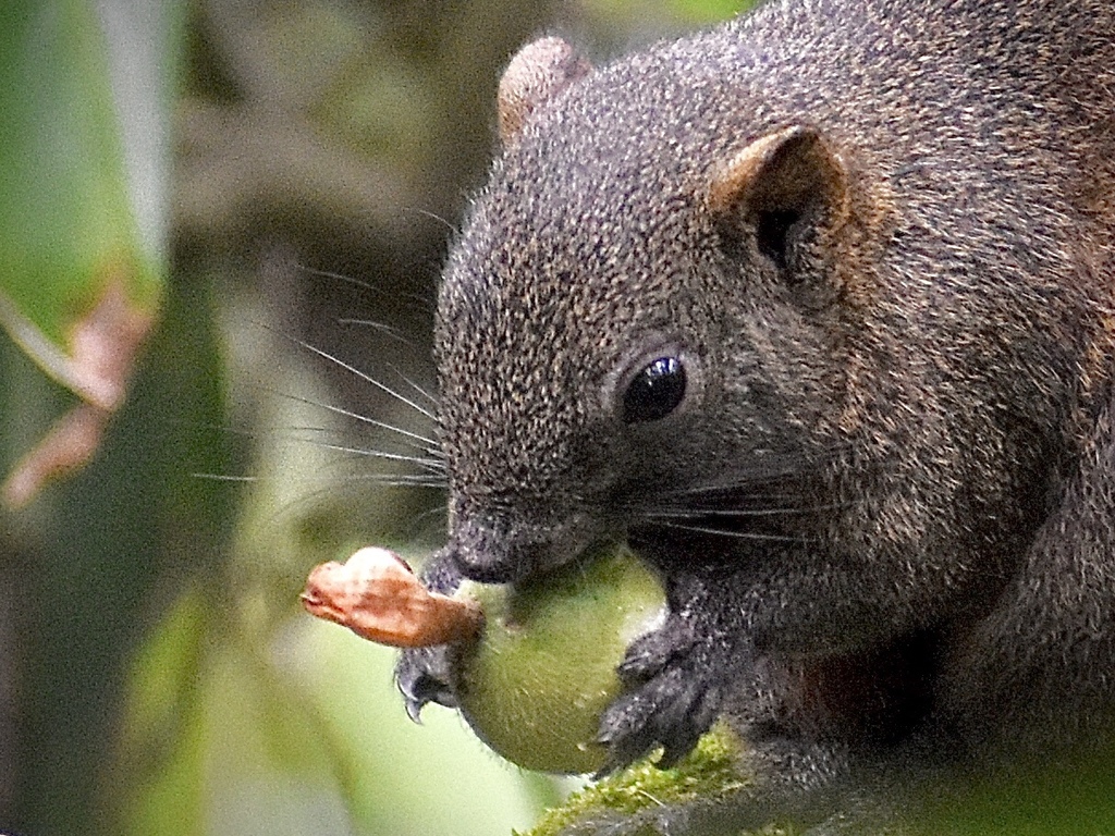 Taiwan Squirrel (Callosciurus erythraeus thaiwanensis) - Know Your Mammals